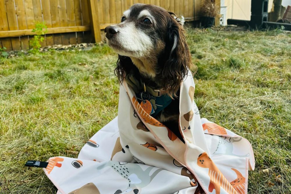 Why Every Pet Owner Needs a High-Quality Dog Bath Towel